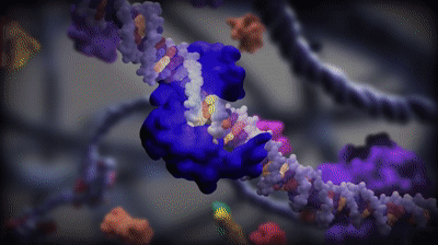 How Genes are Regulated: Transcription Factors on Make a GIF