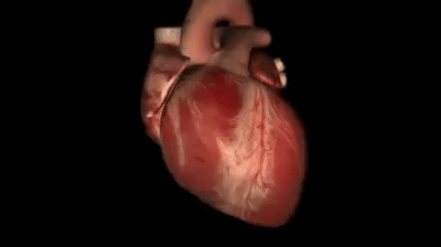 How the Heart Works 3D Video.flv on Make a GIF