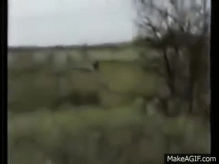 Lion Attacks Man (Horrific Lion Attack!) on Make a GIF