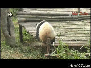 newest funny panda compilations 2013 on Make a GIF