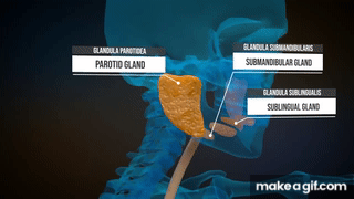 Human digestive system - How it works! (Animation) on Make a GIF