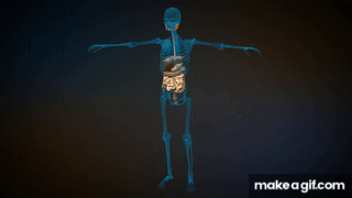 Human digestive system - How it works! (Animation) on Make a GIF