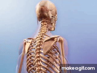 Nervous and muscular interactions in the skeletal system on Make a GIF
