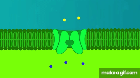 Gif De Transporte Passivo