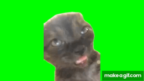 Green Screen Sleepy Cat Meme on Make a GIF