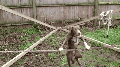 Amazing Acrobatic, Rope balancing Dog. [video] on Make a GIF