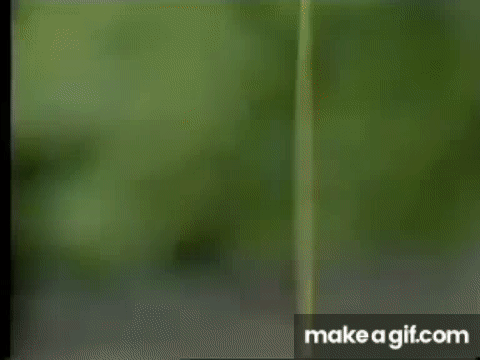Pob Opening Intro - Spitting On The Screen on Make a GIF
