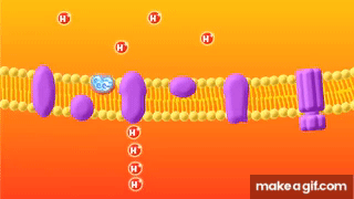 The Electron Transport Chain Explained (Aerobic Respiration) on Make a GIF