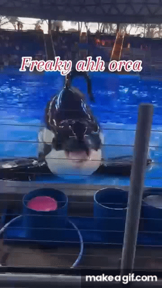 Orca be FREAKY😅 on Make a GIF