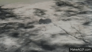 Pigs Are Awesome: Compilation on Make a GIF