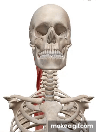 Rotation of head and neck on Make a GIF