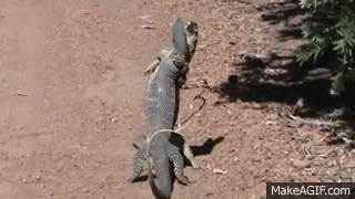 Monitor Lizard Fight.mpg on Make a GIF