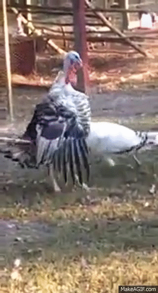Pavo mareado XD on Make a GIF