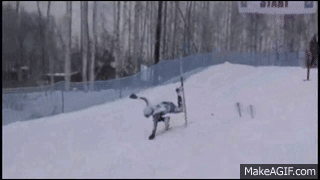 Ridiculous Championship Cross Country Skiing Fail on Make a GIF