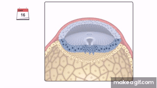 General Embryology - Detailed Animation On Gastrulation on Make a GIF