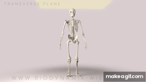 Axes & Planes Series, Part 1: Transverse Plane (3D Animation) on Make a GIF