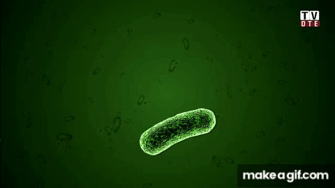 How do bacteria become antibiotic resistant? on Make a GIF