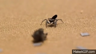 Shake Your Silk-Maker: The Dance of the Peacock Spider on Make a GIF
