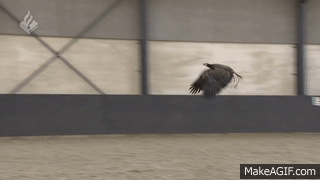 Politie zet roofvogels in om vijandige drones uit de lucht te halen on ...