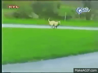 dog runs into brick mailbox on Make a GIF