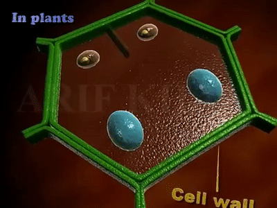 mitosis 3d animation |Phases of mitosis|cell division on Make a GIF