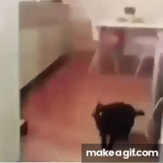 black cat dank meme vine on Make a GIF