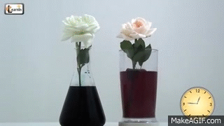 Colored flowers | Color changing flower experiment | Science ...