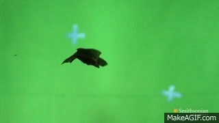 High-Speed Footage of a Bat in Flight on Make a GIF