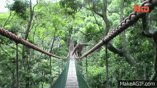 Cute Gibbon Tightrope Walks Across Bridge on Make a GIF