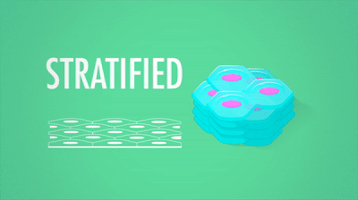 Tissues, Part 2 - Epithelial Tissue: Crash Course A&P #3 on Make a GIF