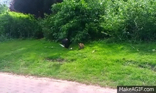 rabbit crow (raven?) fight, urban nature videography on Make a GIF