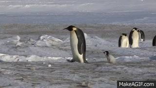 Penguin Fail - Best Bloopers from Penguins Spy in the Huddle (Waddle ...