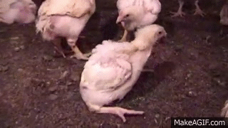 Must Watch Film! Farm to Fridge by Mercy for Animals (The Truth About ...