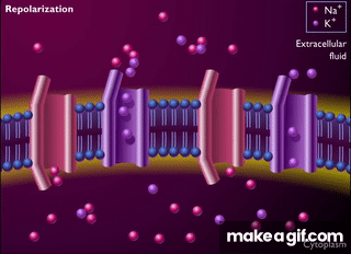 Voltage gated Channels and the Action Potential HD Animation on Make a GIF