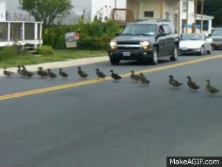 ducks crossing the street on Make a GIF