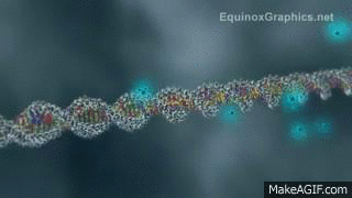Epigenetics on Make a GIF