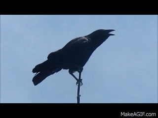 American Crow cawing on Make a GIF