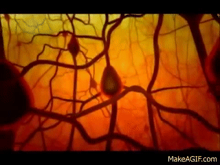 PBS The Secret Life of the Brain - The Baby's Brain (mini).wmv on Make ...