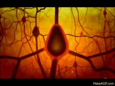 PBS The Secret Life of the Brain - The Baby's Brain (mini).wmv on Make ...