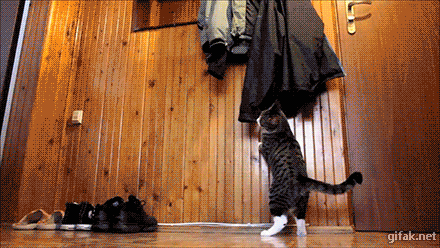 What is the opposite of startled cat? Cat GIFs are now on... on Make a GIF
