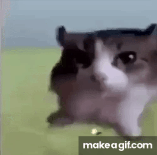 Cat explode on Make a GIF