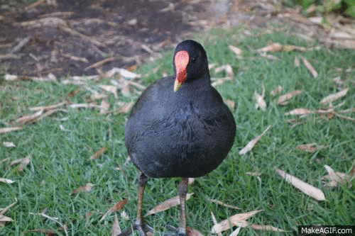 Bird shaking head on Make a GIF