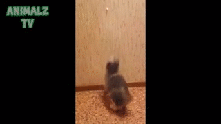 Funny And Cute Pets Long Compilation June 2015 [Full HD 1080p VIDEO] on ...