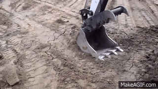 Gifs Cait Le Soilse Crab To Bird—invasive Species Becomes Chicken