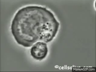 CTL killing tumour cell on Make a GIF
