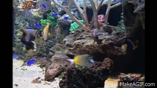 Beautiful Real Colourful Marine Fish Aquarium! (29:00) Relaxing Natural ...