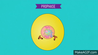 Mitosis: Splitting Up is Complicated - Crash Course Biology #12 on Make ...