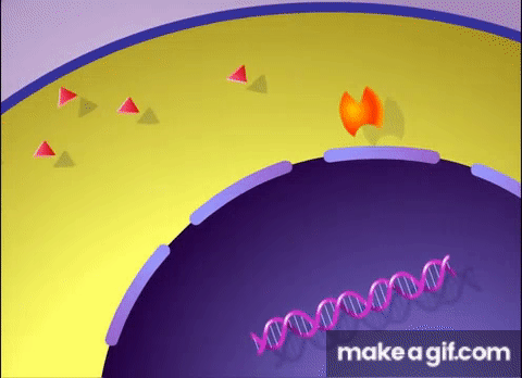 Intracellular Receptor Model HD Animation on Make a GIF