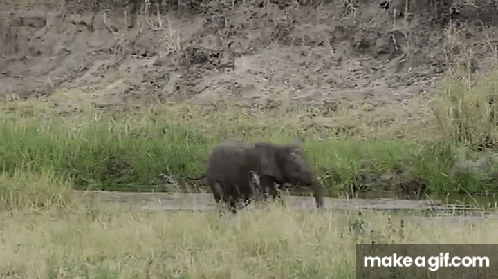 SAFARI ACROSS NORTHERN TANZANIA AUG 15 - AERIAL VIEWS 4K on Make a GIF