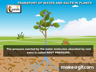 Roots Clipart Gif